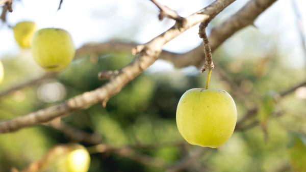 Original Sin | To The Best Of Our Knowledge