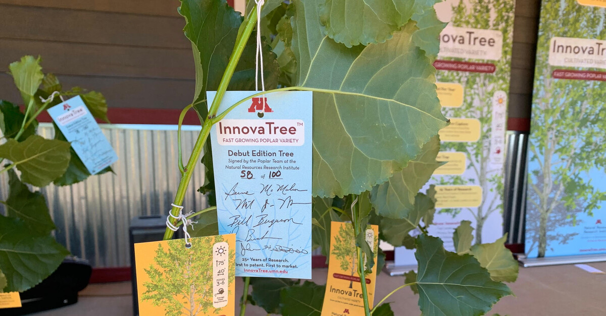 Hybrid Poplar Farm