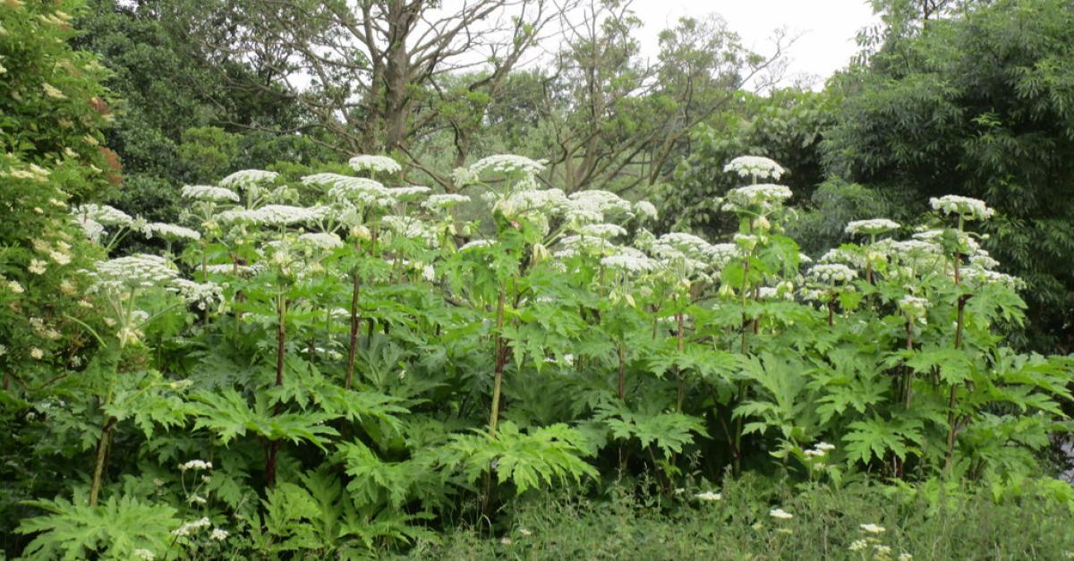 Poisonous Plants That Cause Rashes