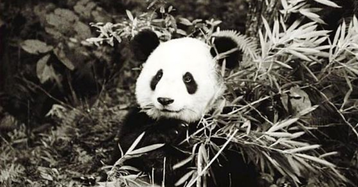 The Lady and the Panda: The True Adventures of Ruth Harkness, the First ...