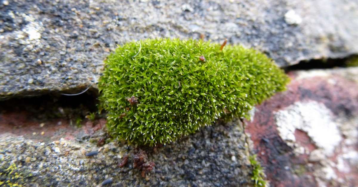 Tree Moss Identification | Moss Identification – GQNFRO