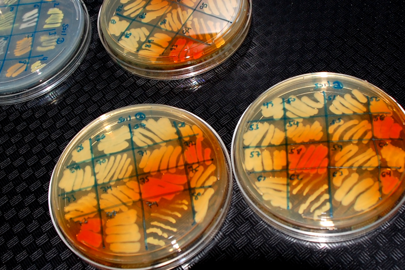 Petri Dish Bacteria Antibiotic