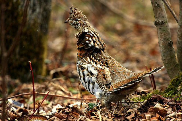 Wisconsin's Ruffed Grouse Season Shortened By More Than 3 Weeks ...