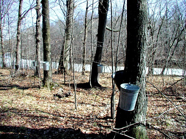 Maple Sap
