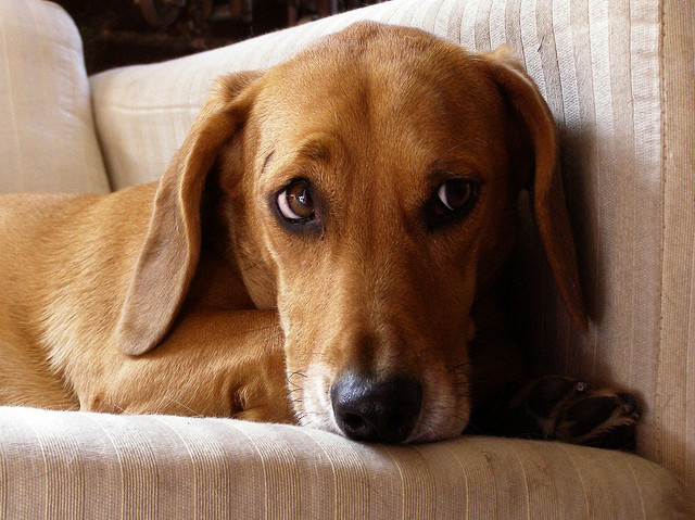What Dog Owners Should Know About Separation Anxiety | Wisconsin Public ...