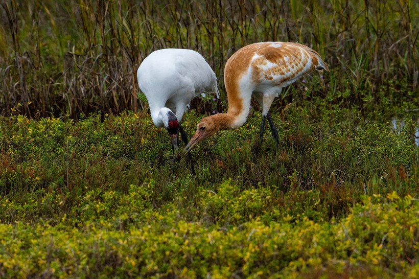 Sandhill Crane Hunting